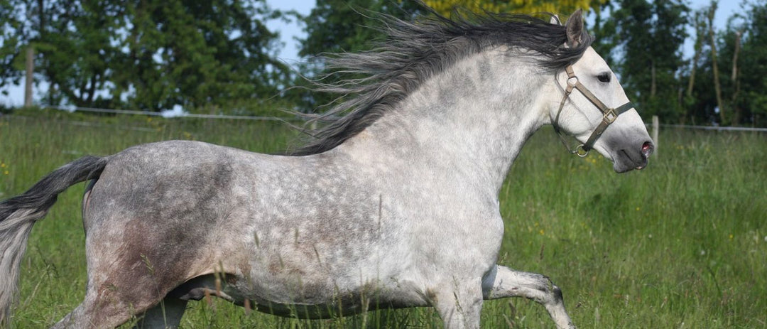 Andalusier Pferde » Eigenschaften, Merkmale & mehr 🐴 – Pferdegold®