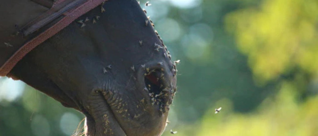 Pferdebremse-Schutz » Prävention & Tipps 🐴 Pferdegold®