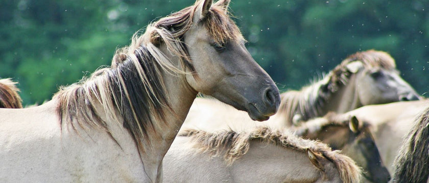 Dülmener Wildpferde in Deutschland » Infos & Bilder 🐴 – Pferdegold®