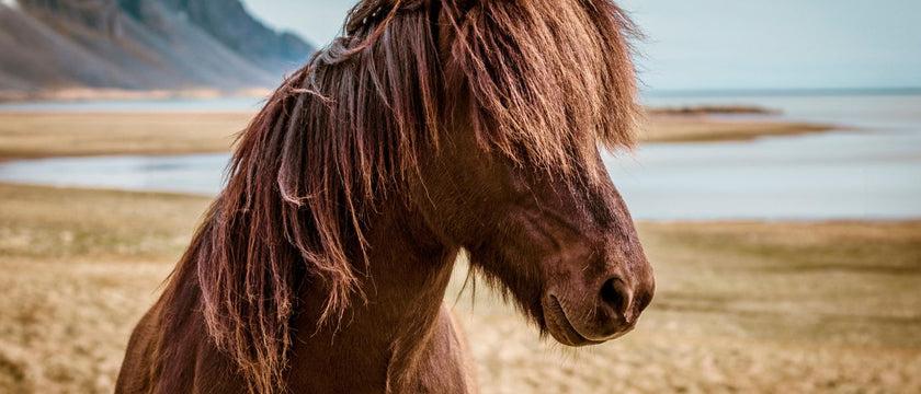 Islandpferde » Das solltest du über Isländer wissen! 🐴 – Pferdegold®