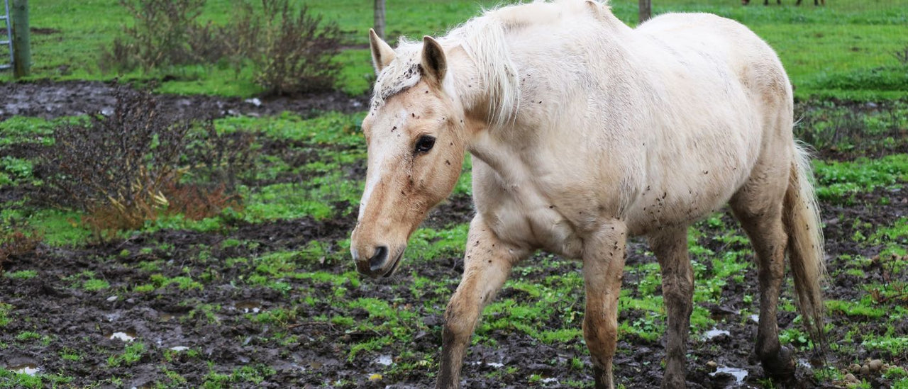 Cushing Syndrom beim Pferd » Fütterung, Pflege & Tipps – Pferdegold®