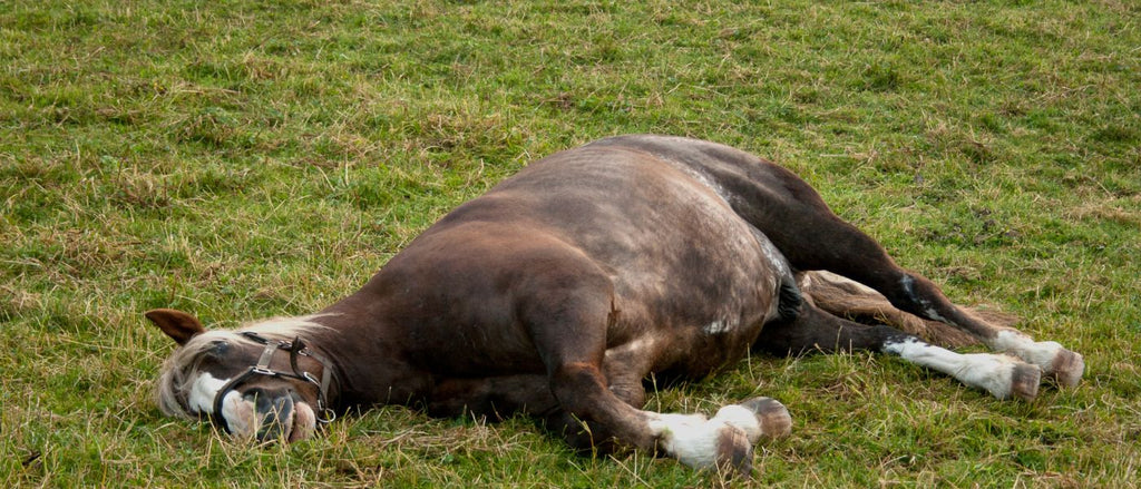 Druse beim Pferd » Ursachen, Anzeichen & Behandlung – Pferdegold®