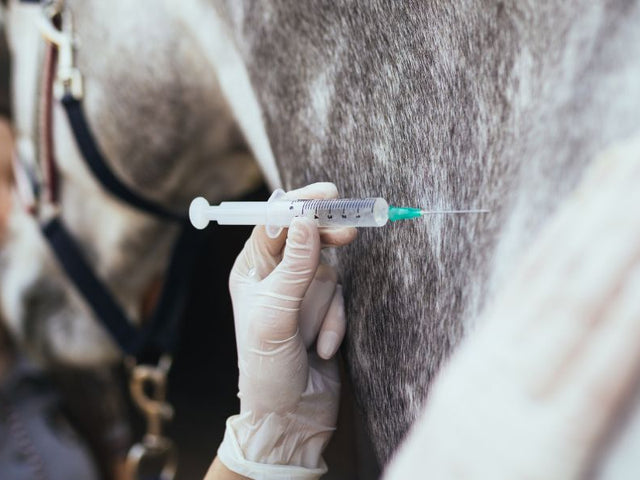 Sarkoid beim Pferd behandeln » Inkl. Expertentipps 🐴 – Pferdegold®