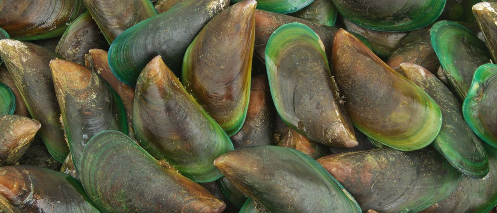 Green-lipped mussel for horses: The benefits for the joints – Pferdegold®
