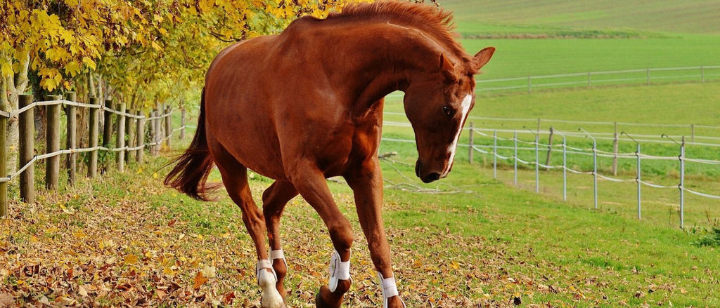 Milben beim Pferd erkennen: typische Symptome + Tipps! – Pferdegold®