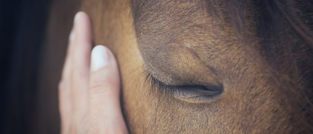 Sarkoid beim Pferd behandeln » Inkl. Expertentipps 🐴 – Pferdegold®